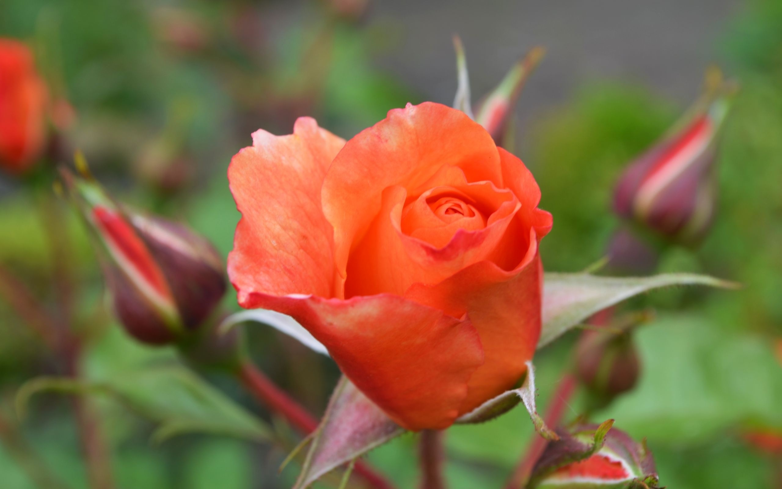 60 عدد تصویر زمینه با کیفیت HD از گل‌های فوق‌العاده